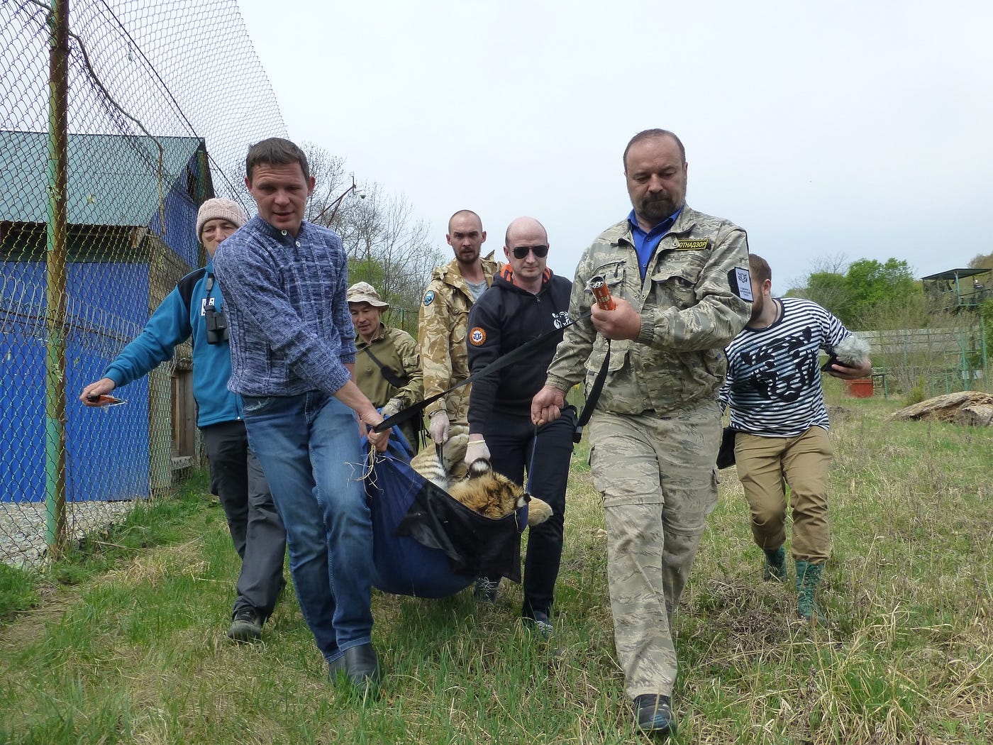 Il miracolo del piccolo Saikhan: il cucciolo di tigre che ha avuto una seconda occasione | by ...
