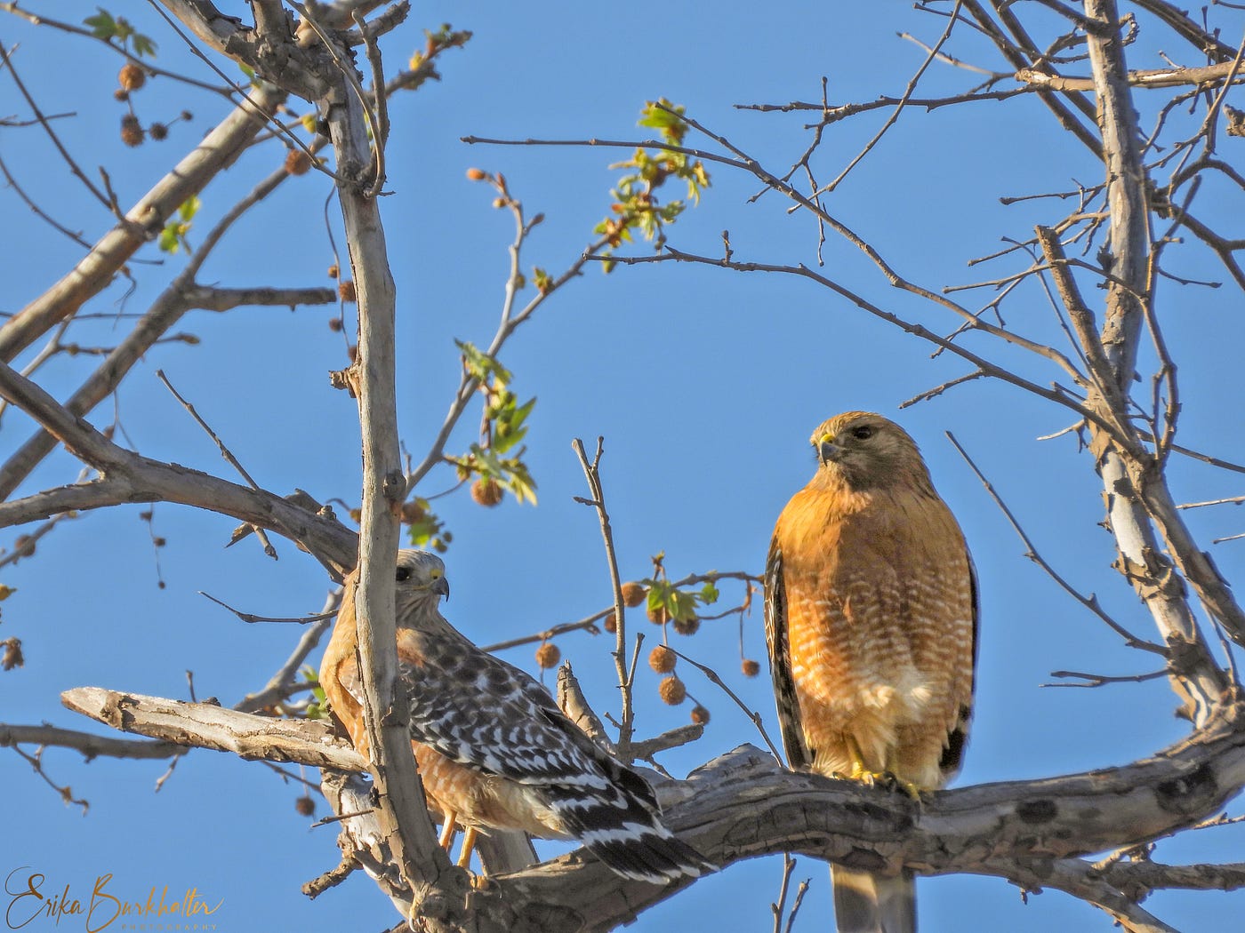 Red-Shouldered Hawks Mating. An Intimate Moment Captured in Photos | by ...