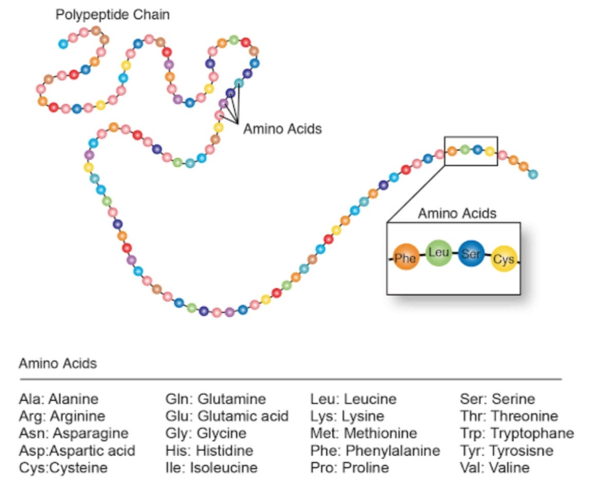 Amino Acid Sequences of Protein Domains Class Prediction using Deep ...