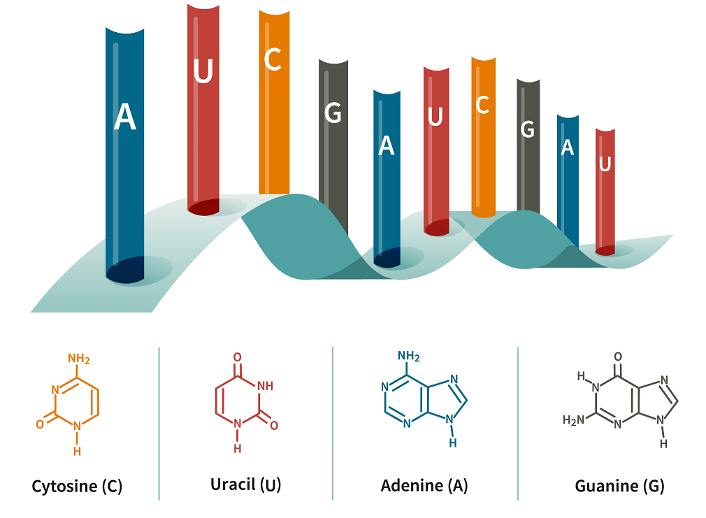 RNA translation and production of proteins | Medium