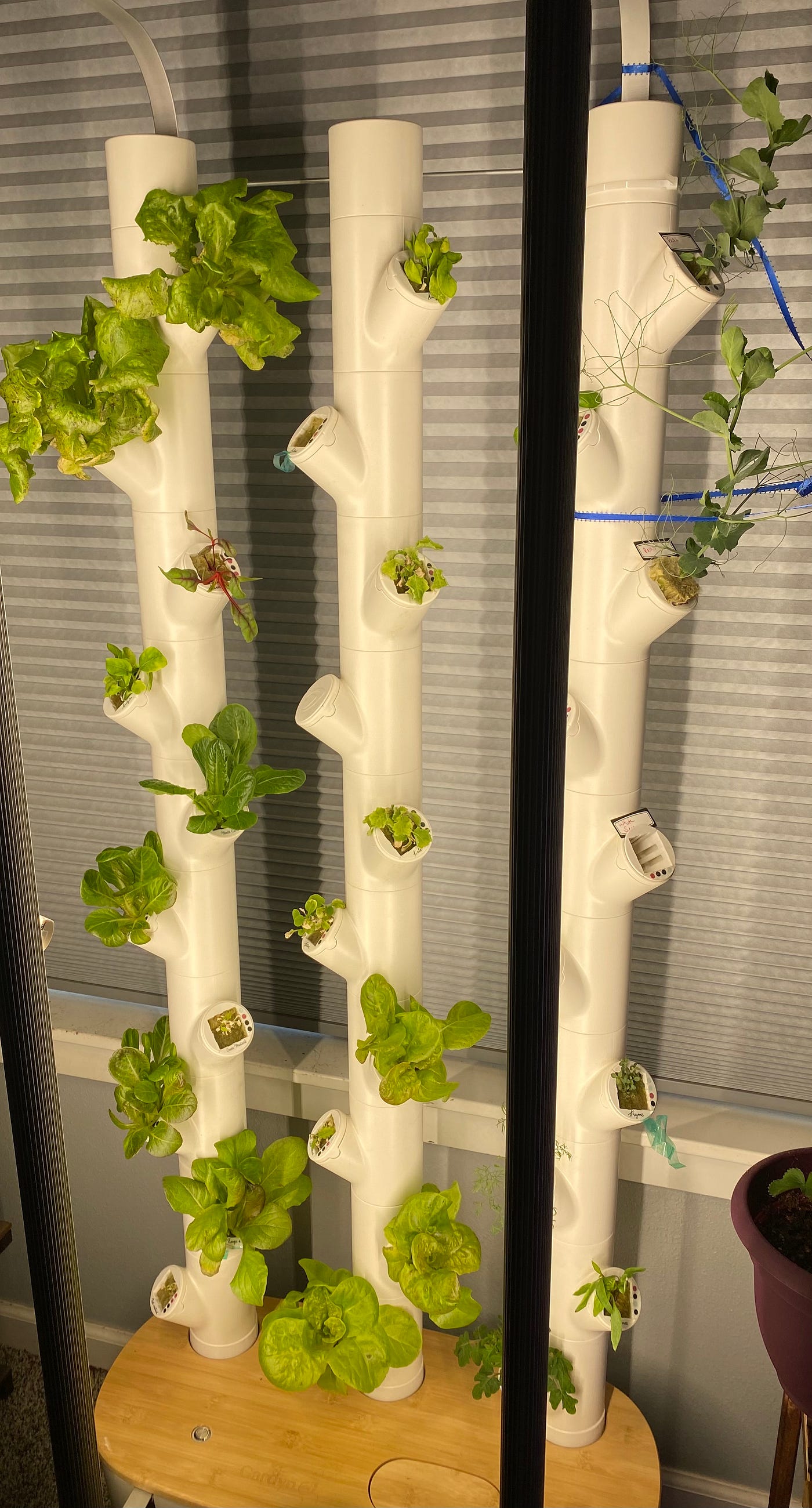 The Gardyn Hydroponic System. 30 Day Review. Is it Worth the Money ...