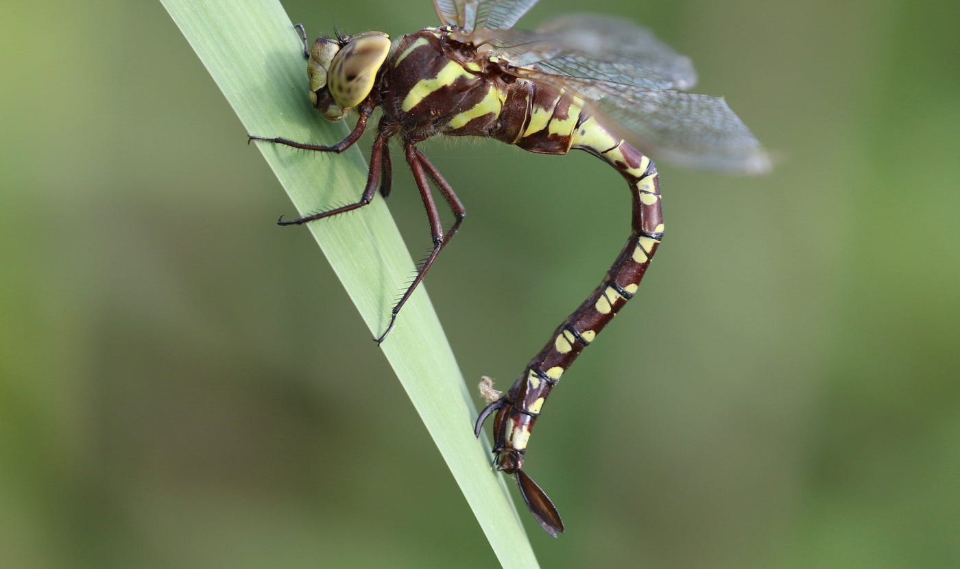 Toronto Dragonflies. A Study in Diversity and Beauty | by Edward O ...