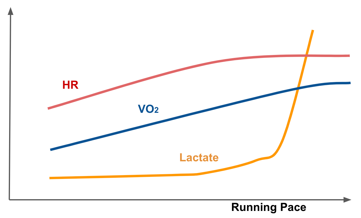 The Importance of Heart Rate Zones to Runners | by David Yang | Medium