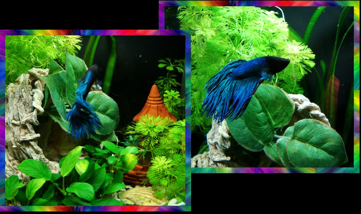 Starostlivosť o akvárium bojovnice pestrej alebo betta splendens | by ...