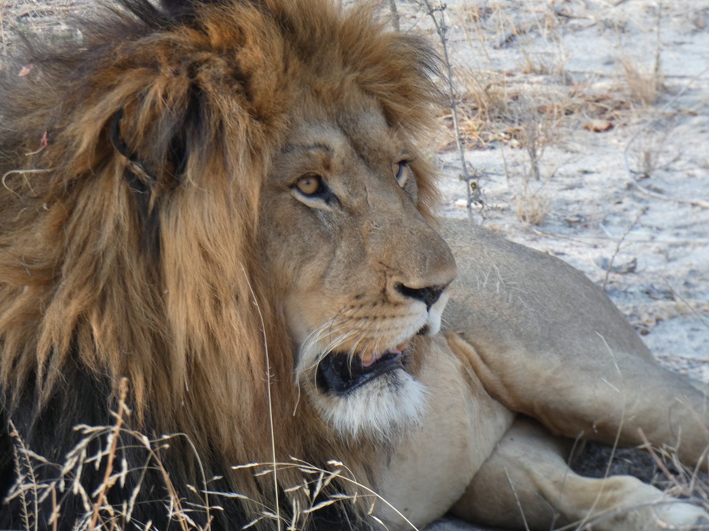 Leave the Lion Alone!!! : Reflection of Ecotourism | by Travis Reynolds ...