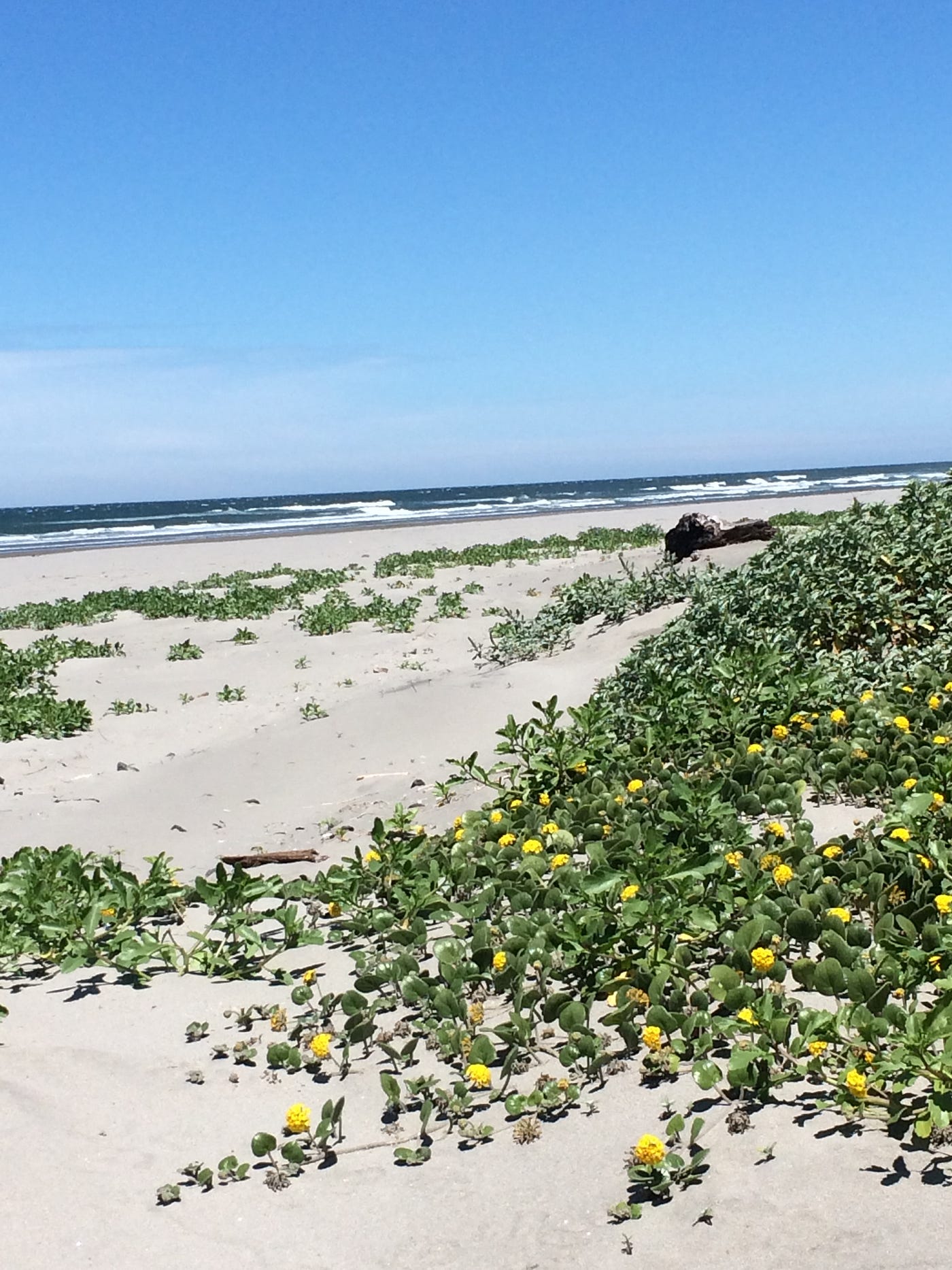 A Day at the Beach in the Pacific Northwest | by Jodi Monroe | Digital ...