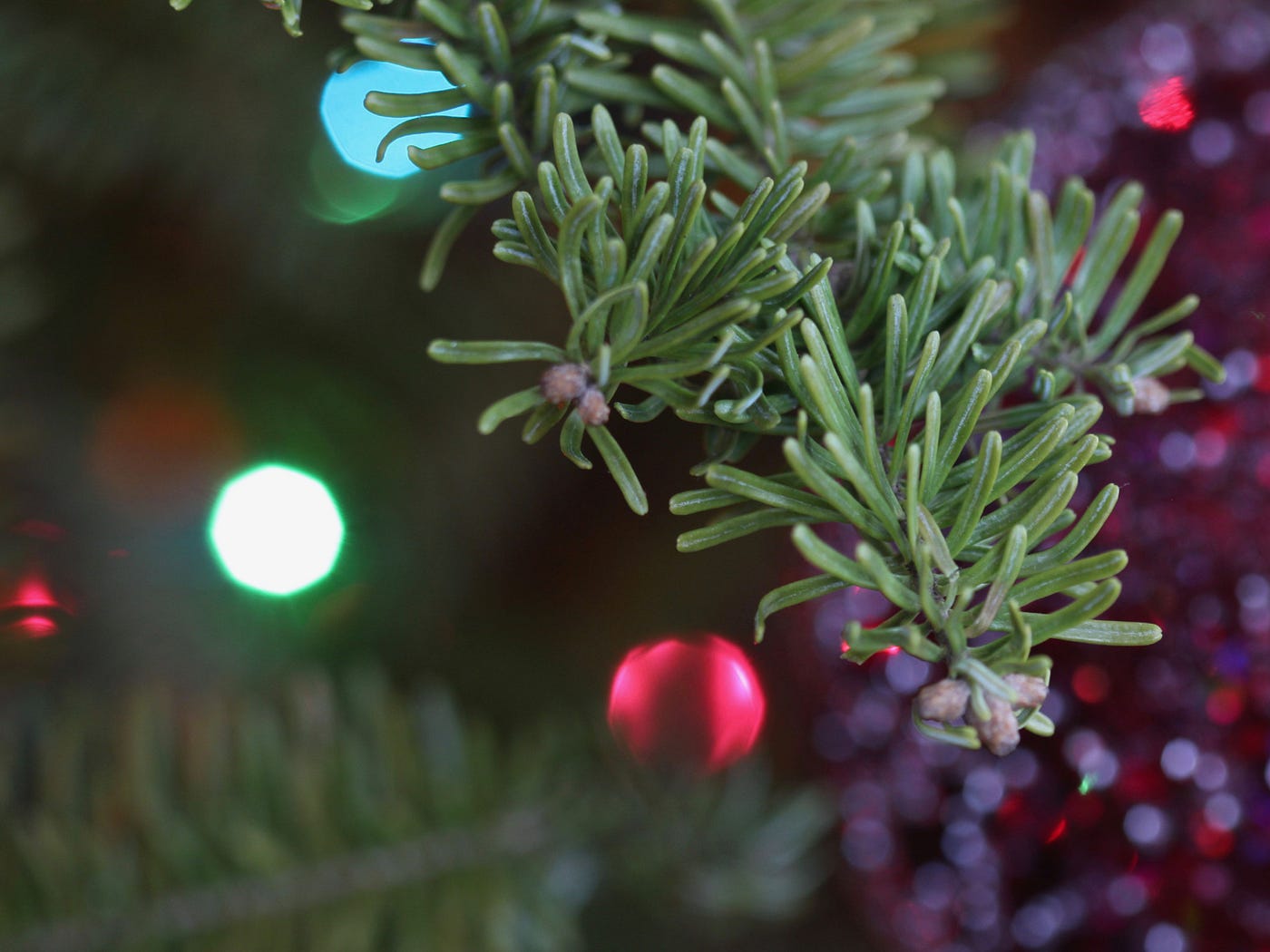 My First 3 Macro Pictures of 2018 | by Gary Sonnenberg | Medium
