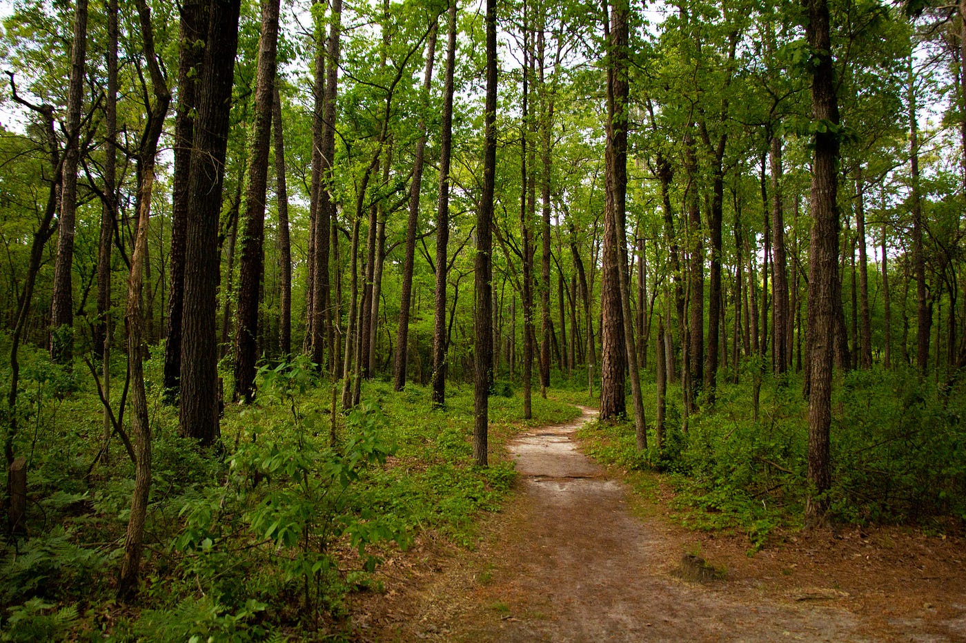 Cliffs of the Neuse State Park. By Emily McIntosh | by NC Department of ...