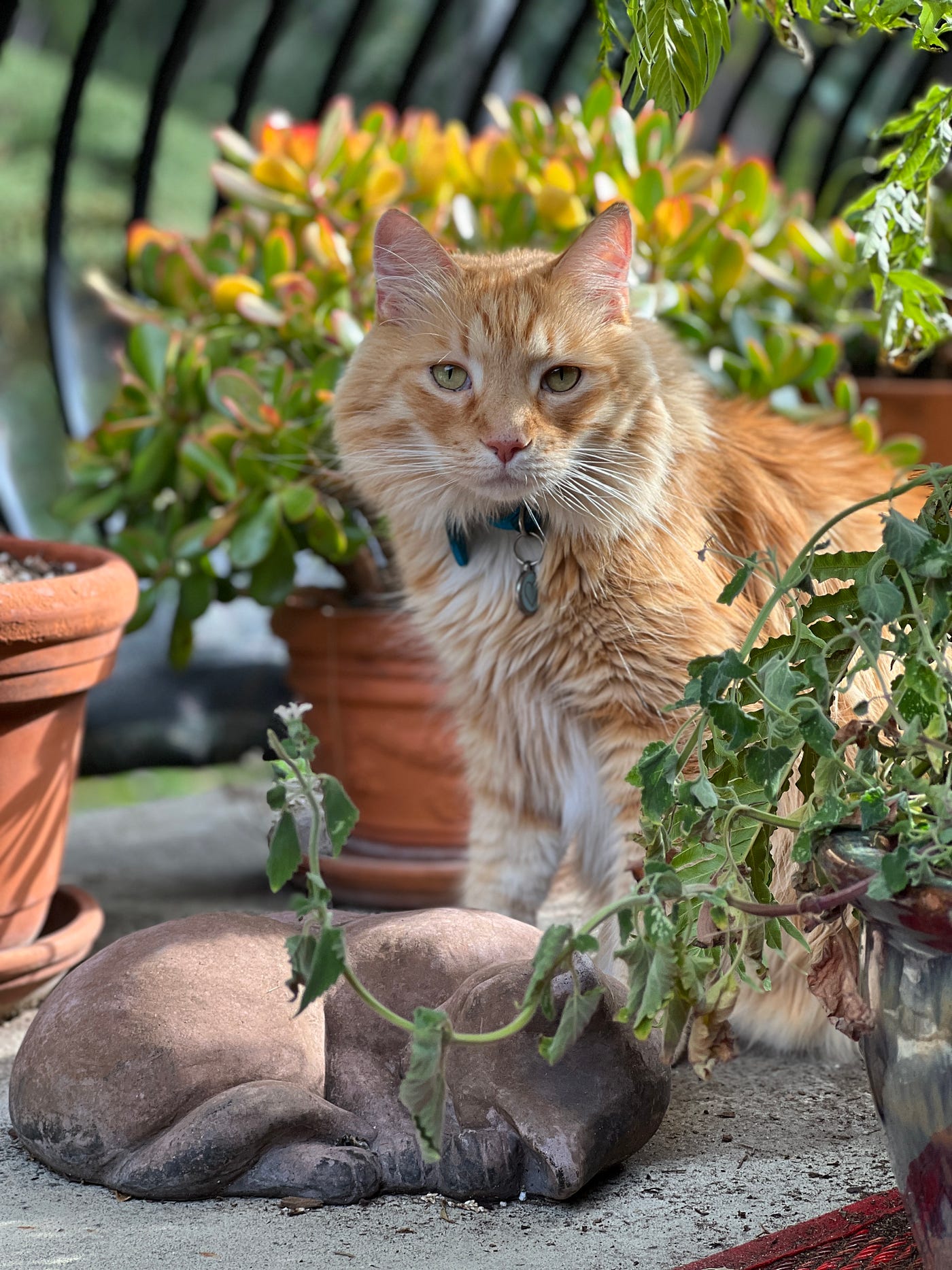 Miss Uma Zooma Angelwings Loves Her Catnip | by Erika Burkhalter ...