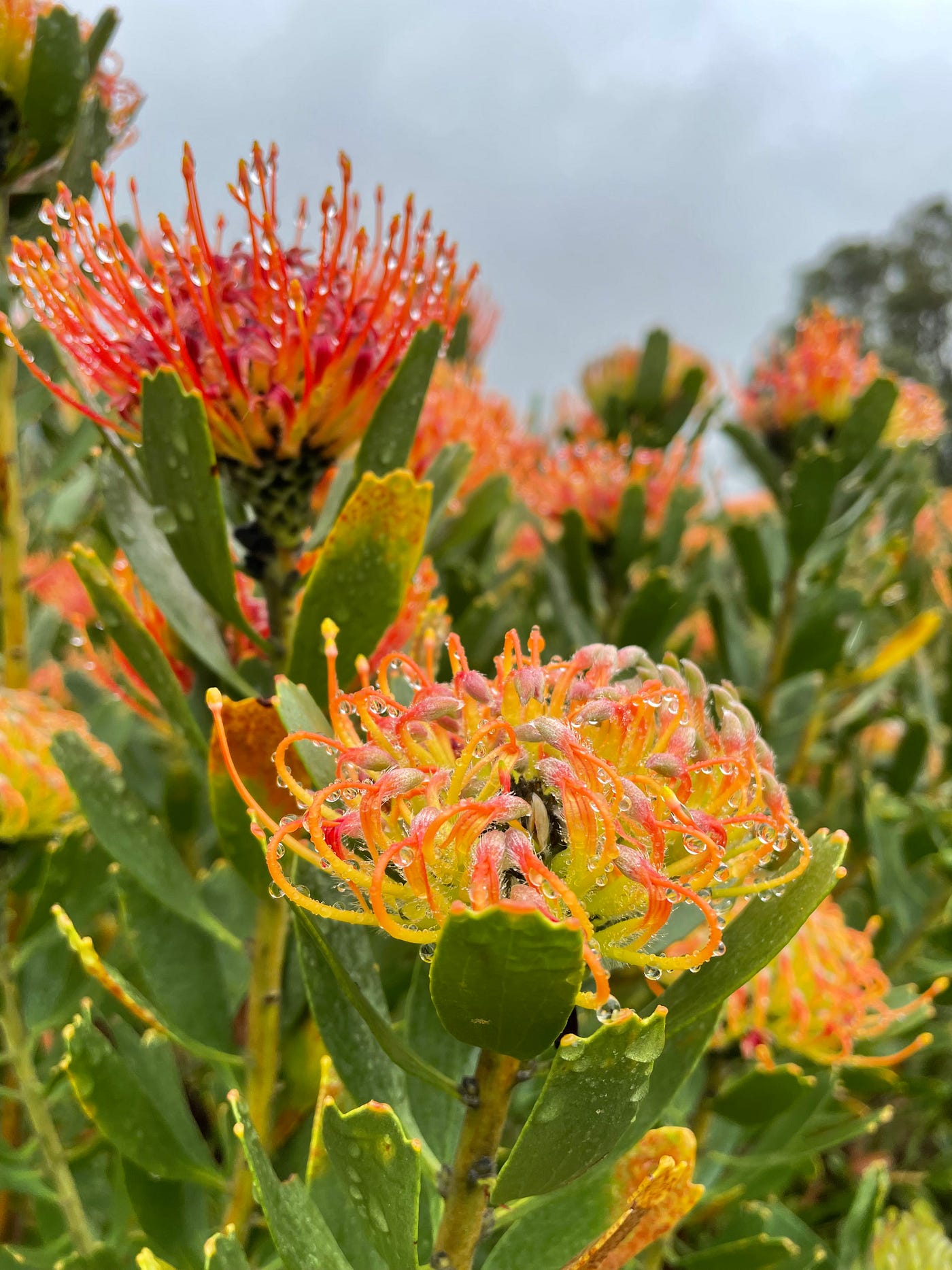 Raindrops on Proteas. A misty spring walk at Kirstenbosch… | by Zoë ...