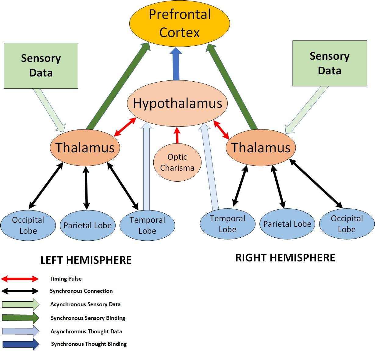 Neural Synchronization In The Human Brain By David A Edgar Medium