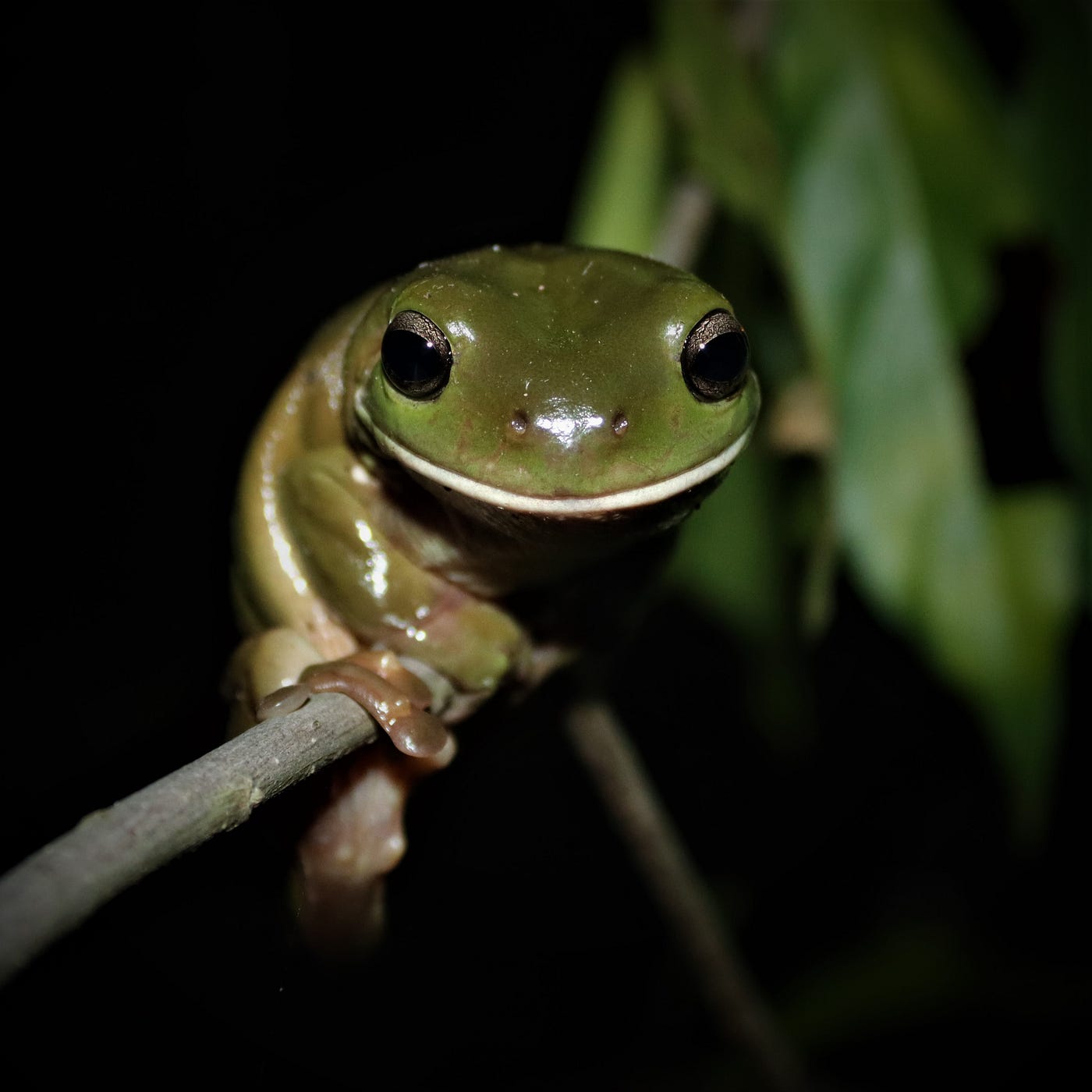 The Great Cane Toad Bust. How to help frogs and other wildlife in… | by ...