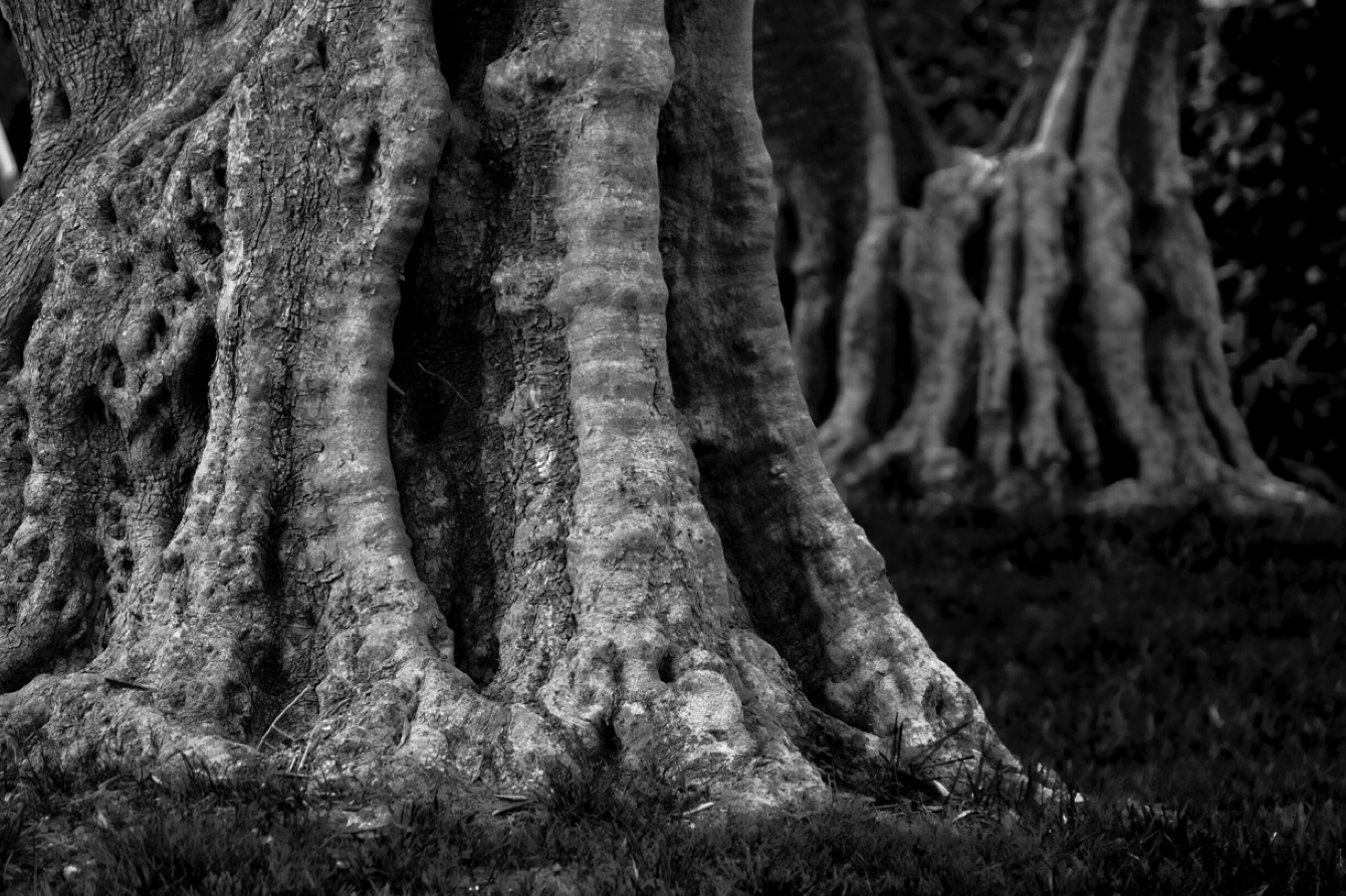 Twelve Trees. Twelve Trees | by Sorlersmismi | Medium