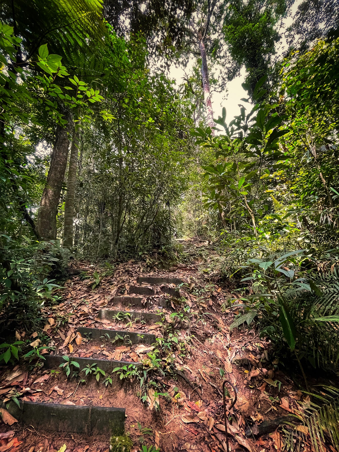 Hiking on a Steep Jungle Path. We hiked on a rainforest trail in the ...