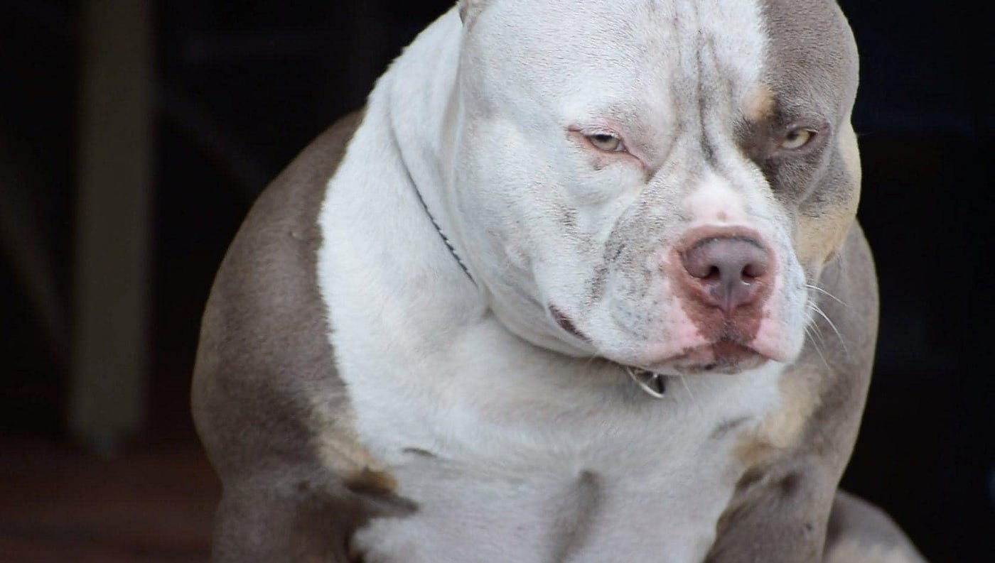 9 Incredible American Bully Transformations You Have to See To Believe ...