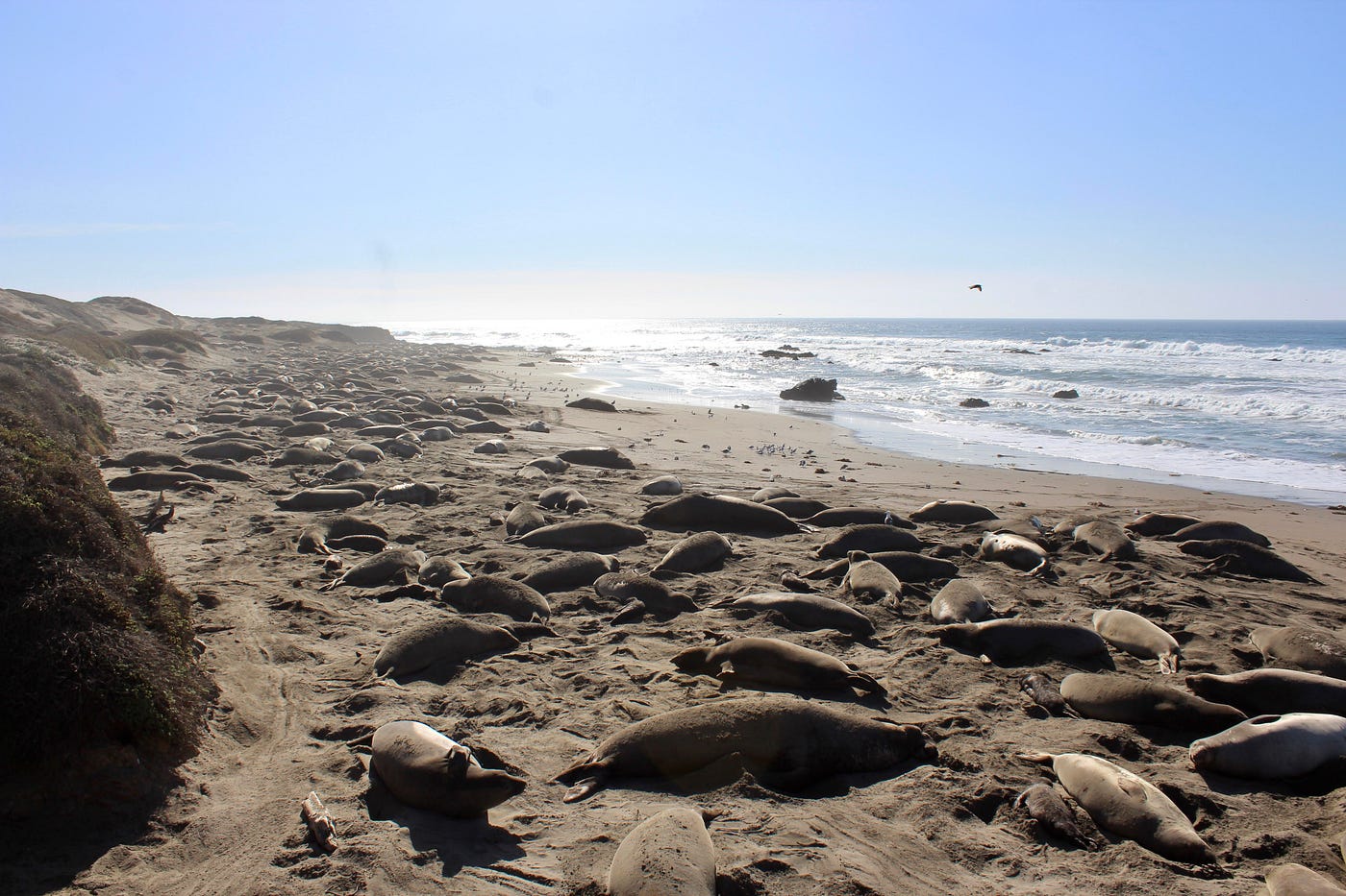 Northern Elephant Seals in California’s Central Coast | by Geographer ...