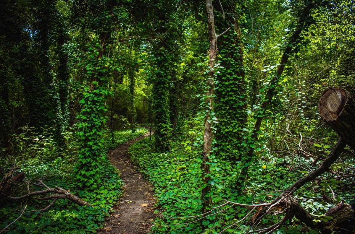 Favorite Nature Spots In North Texas | by Gagandeep Baidwan | Medium