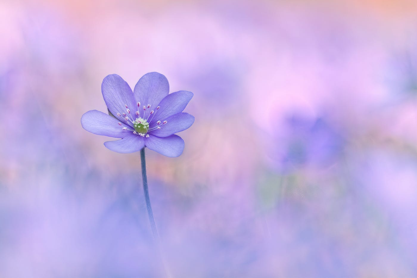 Close Up Photography Nature Hd