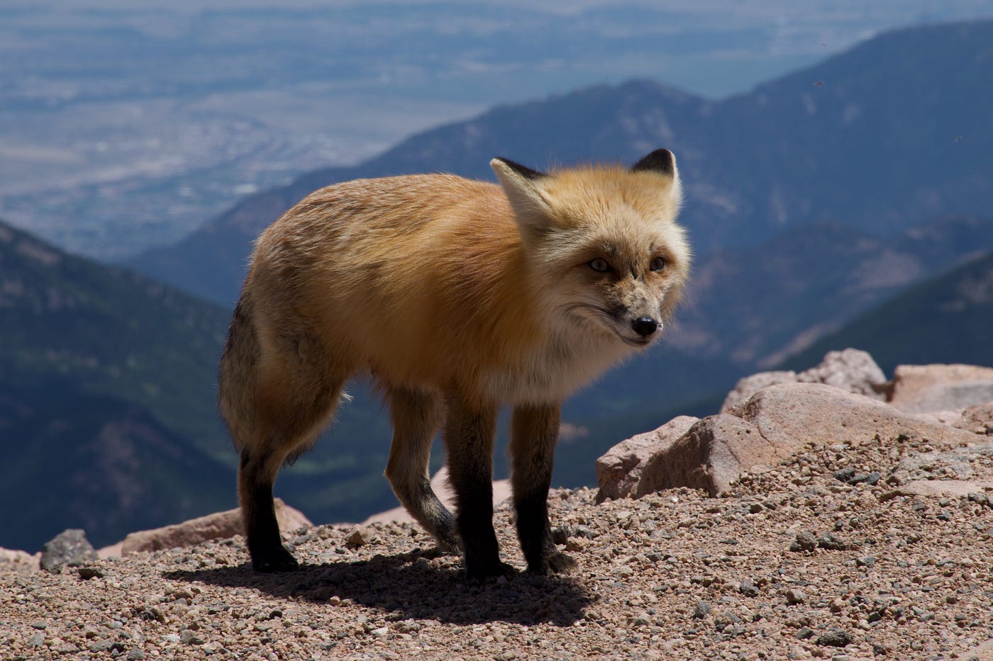 A Fox at Dawn. Vulpes vulpes macroura | by Rose Malana | Promptly ...
