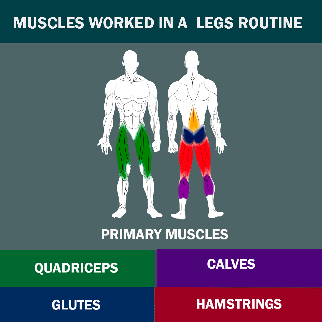 MUSCLES THAT YOU WORKED IN YOUR ROUTINES | by SILVERBARS | Medium