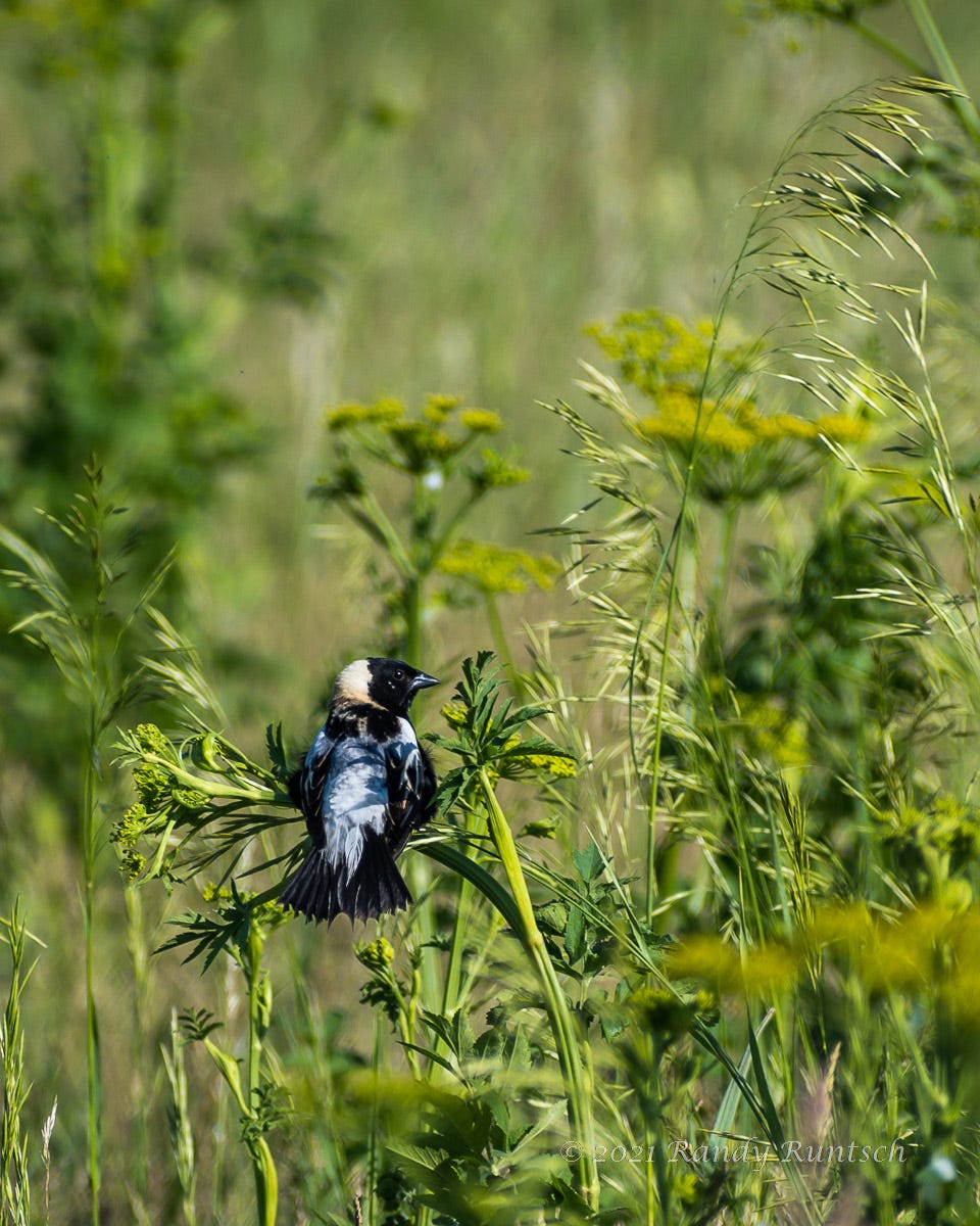The Arrival and Departure of the Bobolinks | by Randy Runtsch ...