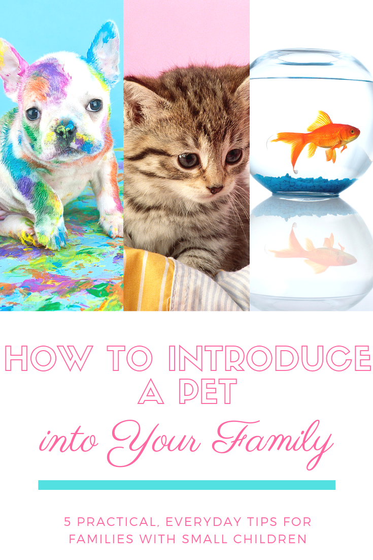 How to Introduce a Pet into Your Family | by HarperKids | Medium
