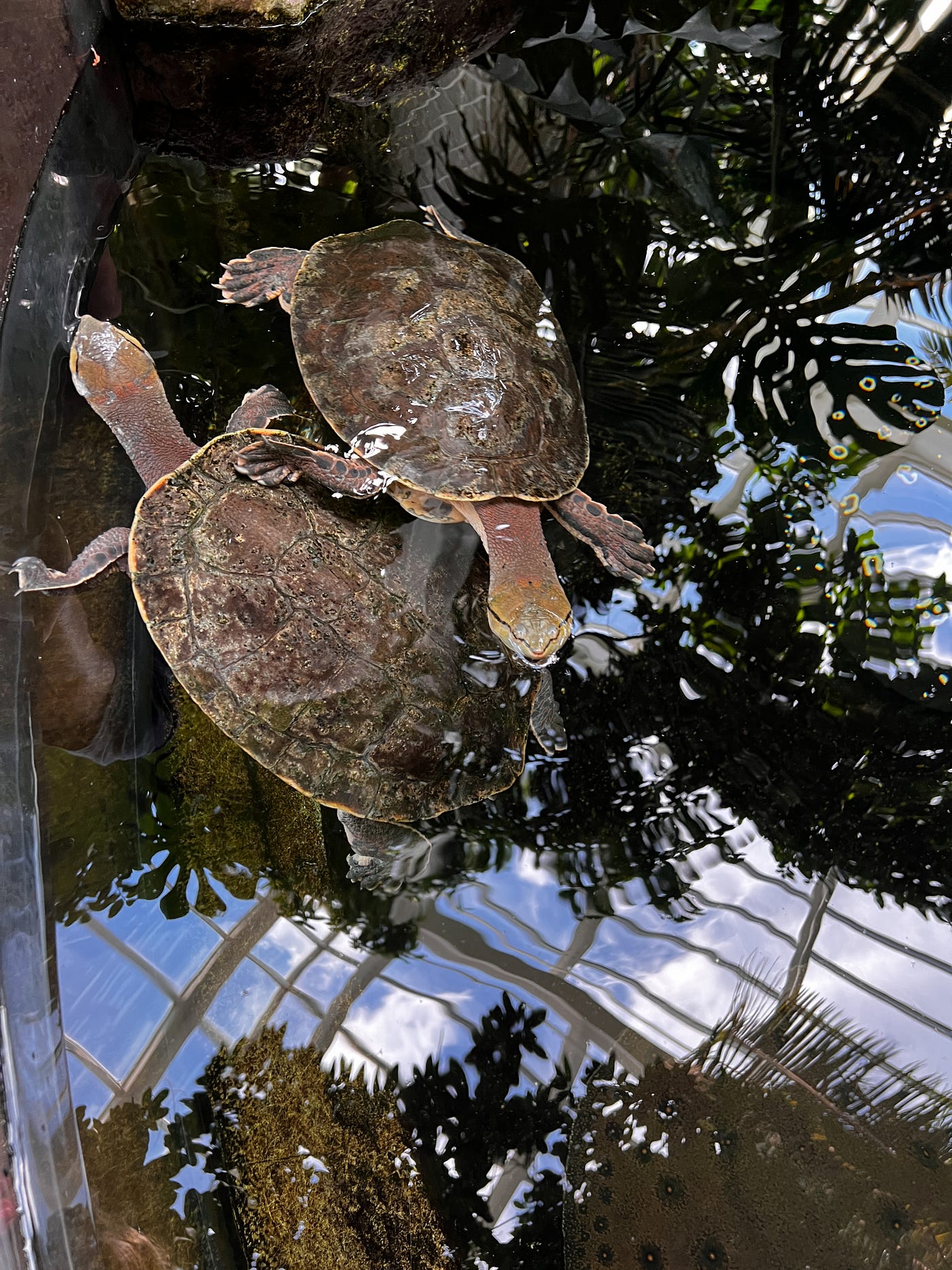 Are There Turtles in Heaven?. Come swim with me to a magical place | by ...