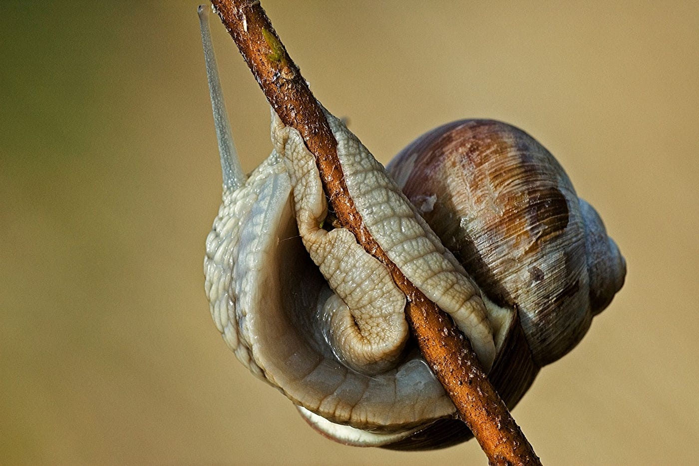 Say Goodbye to Your Anxiety by Saying Hello to Snails | by Kirsty ...