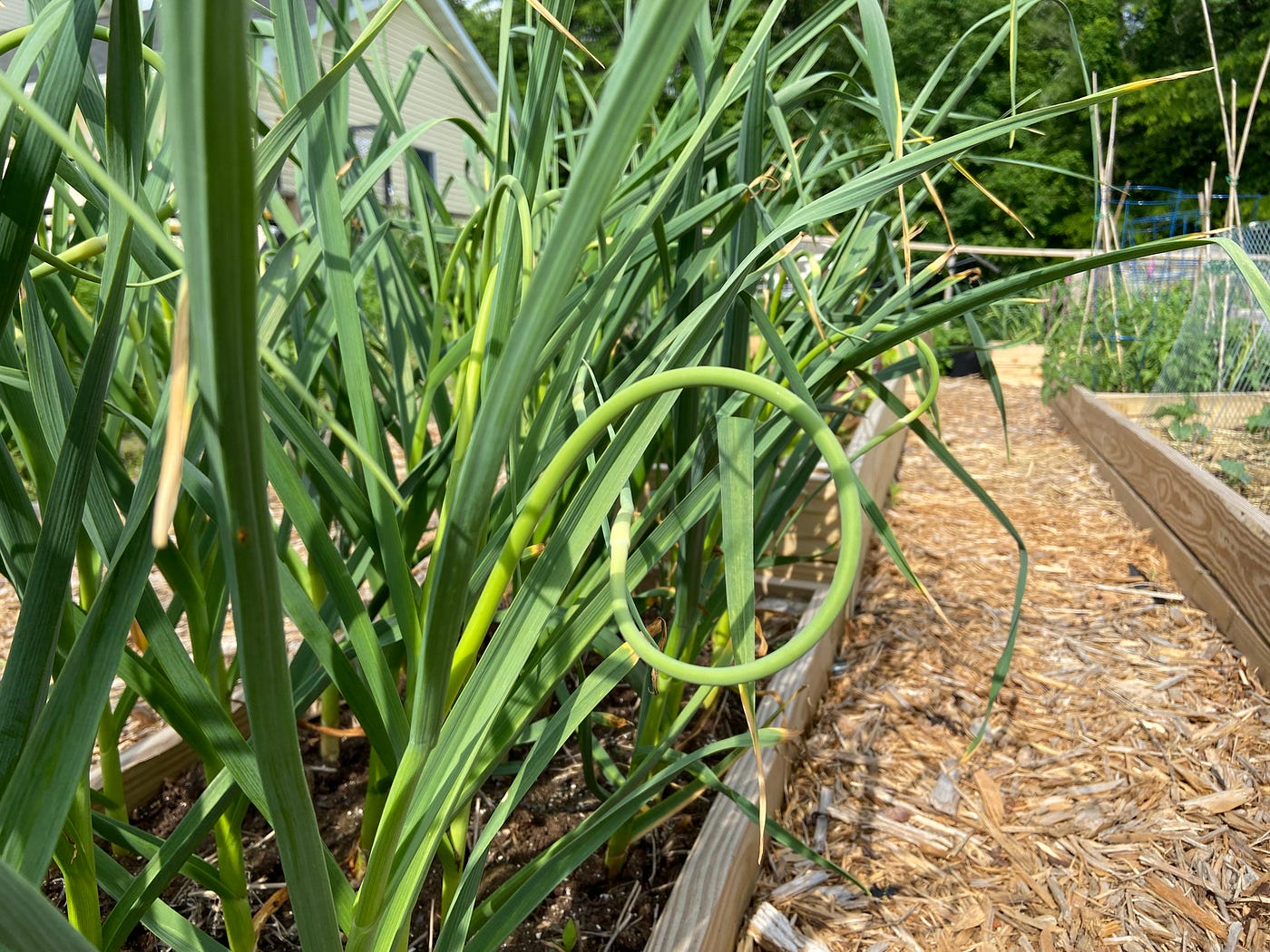 What Are Garlic Scapes? A Tasty Bonus From The Garlic Plant | by Julia ...
