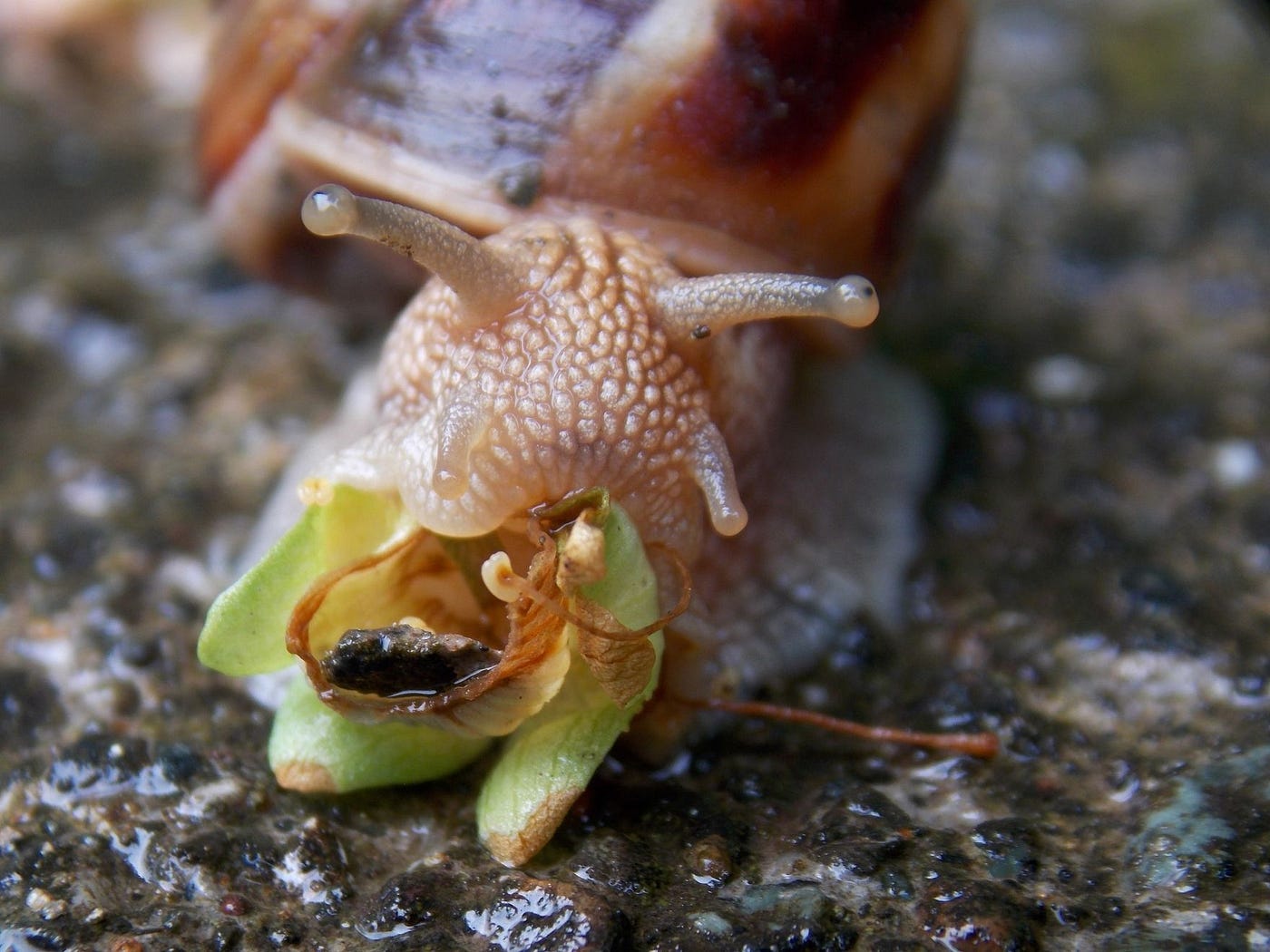 Say Goodbye to Your Anxiety by Saying Hello to Snails | by Kirsty ...