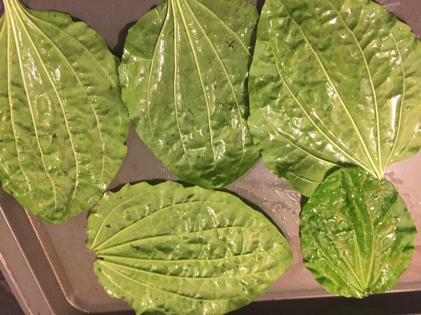The Gifts of King Plantago. Wild Foods Challenge, Day 20 | by Jeremy ...