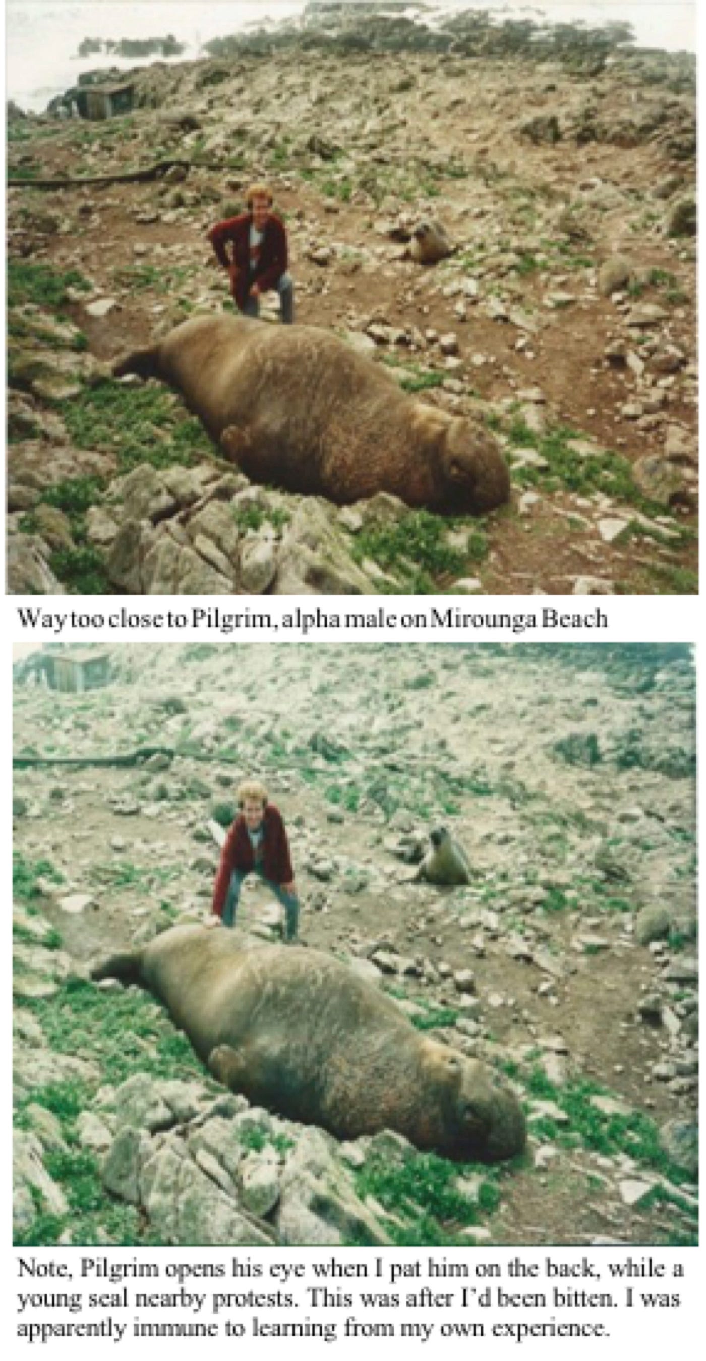 Seal and Boy — A Love Story. Bruce Hungate | by Bruce Hungate | Medium