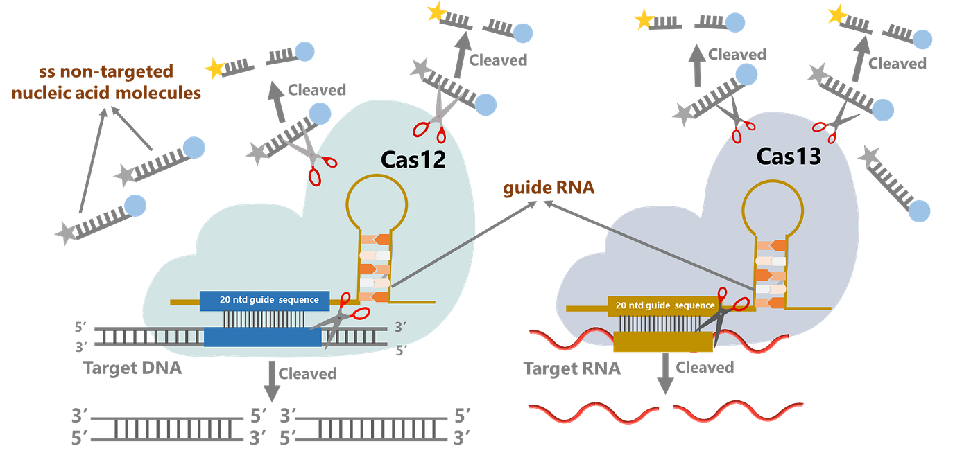 CRISPR-Cas12 and CRISPR-Cas13 in the diagnosis of infectious diseases (Part 5) | by Roohi Bansal ...