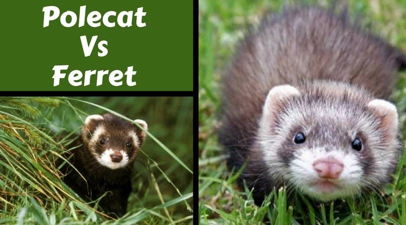 European Polecat Vs Domestic Ferret: Which One Is Best As a Pet | by ...