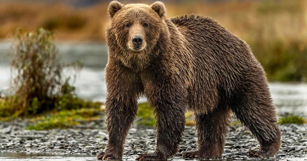 Helpful Tips For Escaping Bear Attacks | by Adam Robinson | The Haven ...