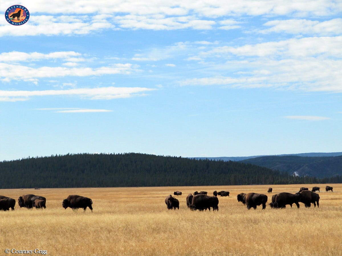 More Room to Roam on the American Prairie | by Defenders of Wildlife ...