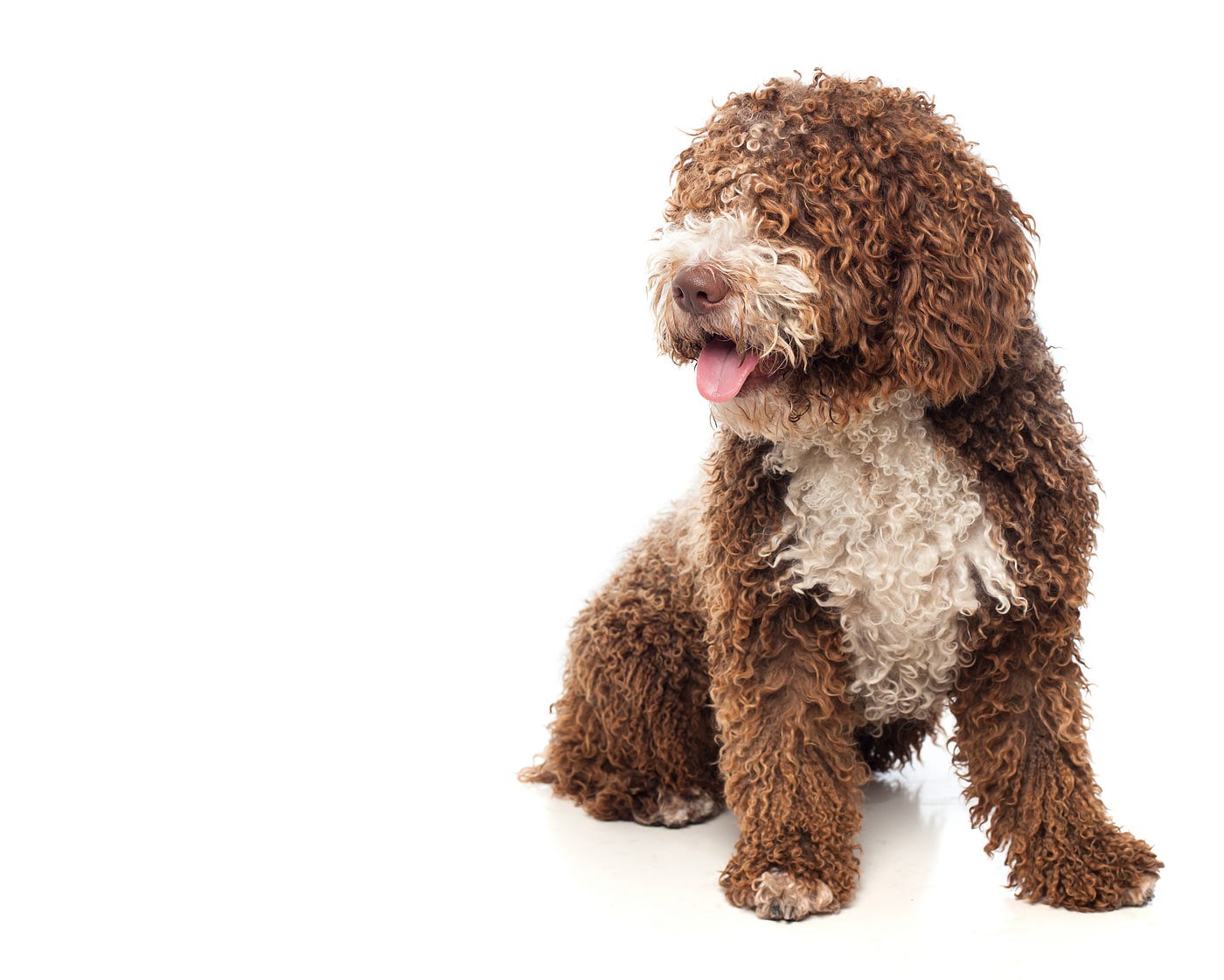 ¡Buscamos al Perro del Mes de Agosto! | by HAPPY CAN CAMP | Medium