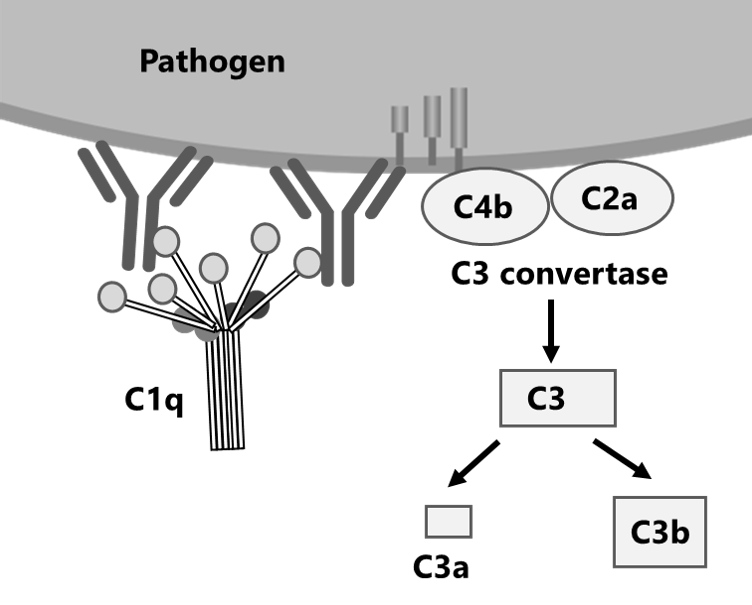 The Complement System: Pathways and Activation (Part 4- Antibody Basics ...