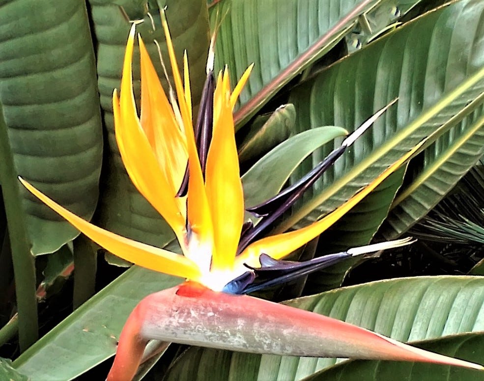 Strelitzia Welcome. Summer Six Word Photo Story Challenge… | by Jason ...