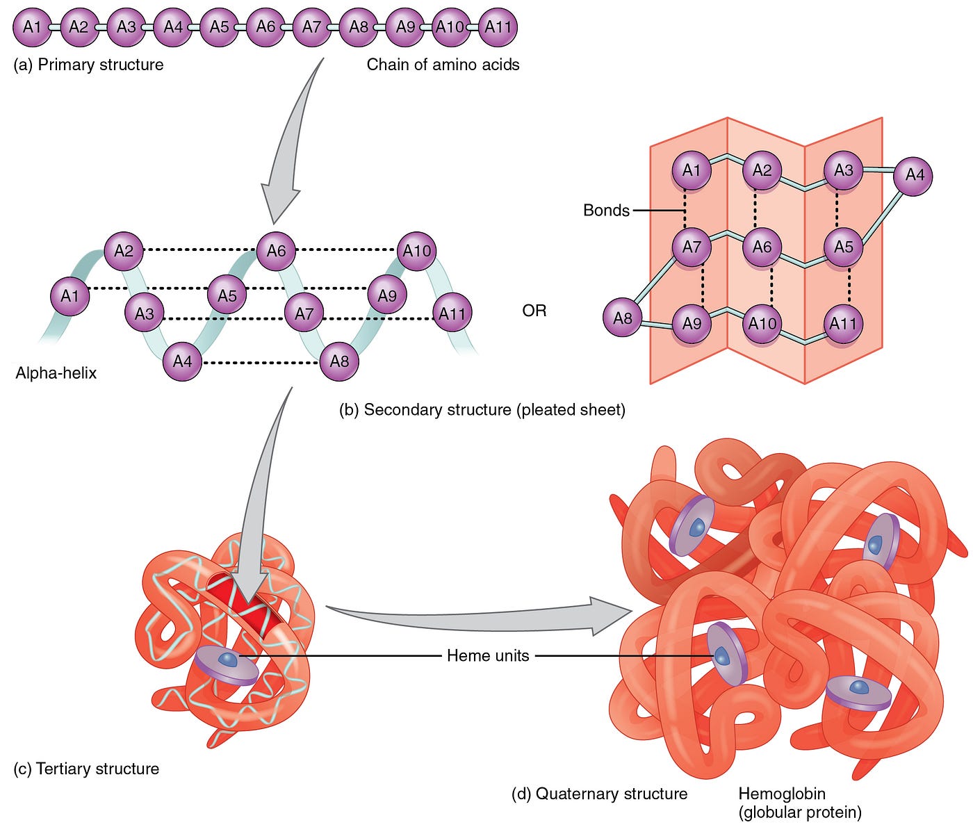 How Protein Evolution Could Answer One of Biology’s Greatest Questions ...