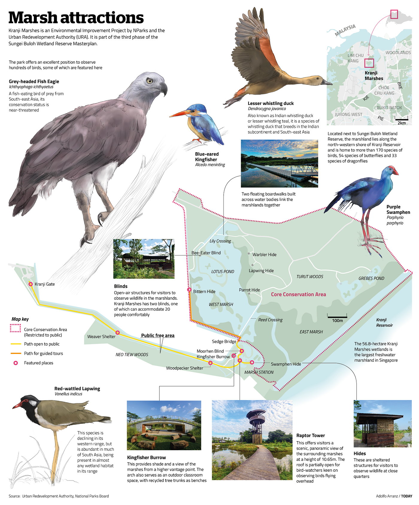 Rich biodiversity on offer as Kranji Marshes open | by TODAY | Medium