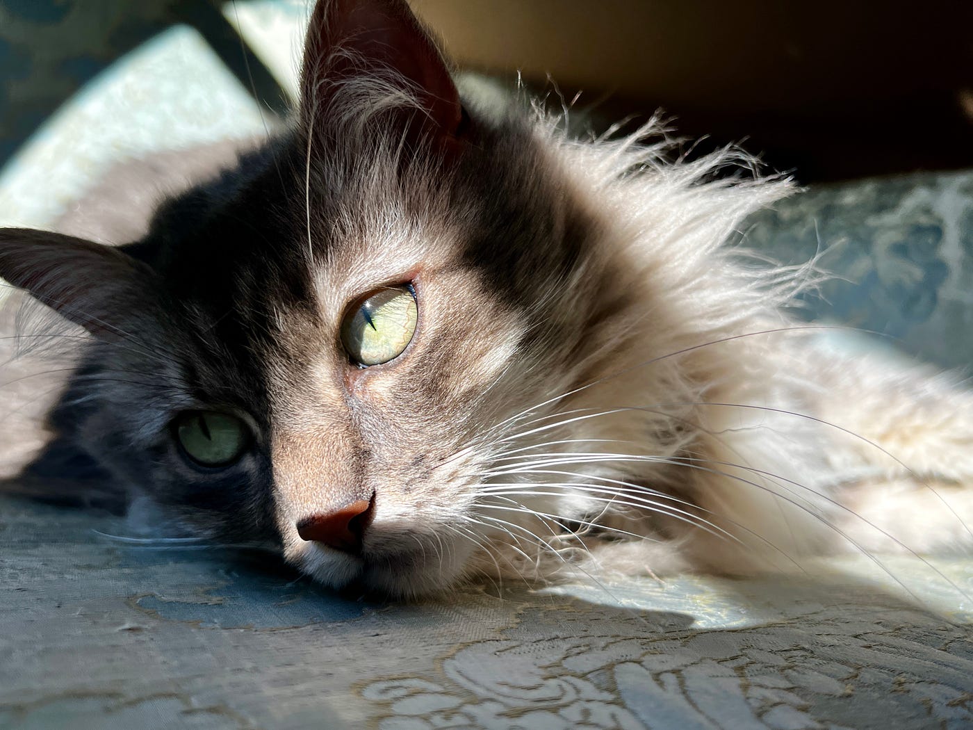 Miss Uma Zooma Angelwings. Yes, I am a glamour girl kitty | by Erika ...