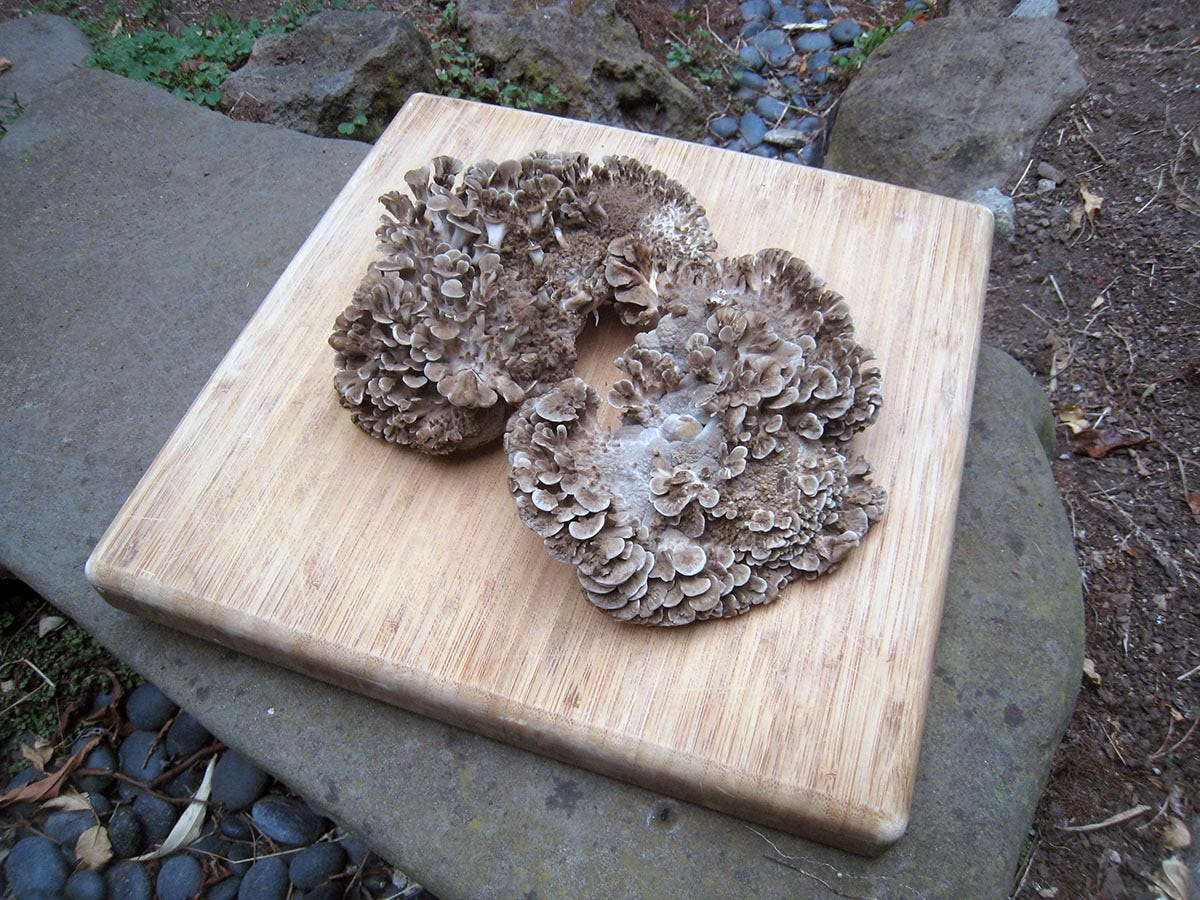 The circuitous path to mycotecture | by Philip Ross | MycoWorks Radio ...