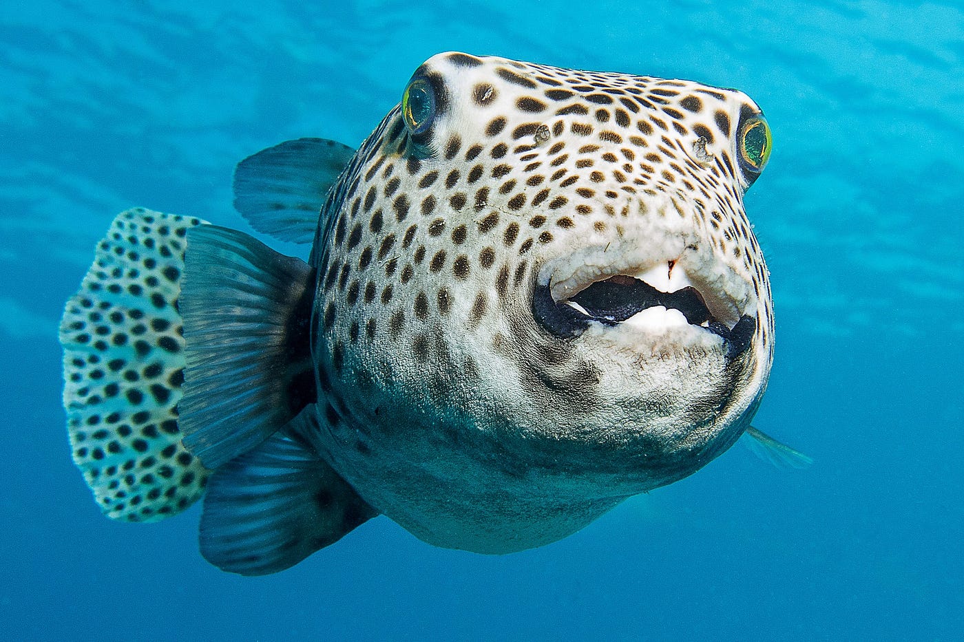 Meet the Pufferfish. Ahoy Mateys, join us at the Adventures… | by ...