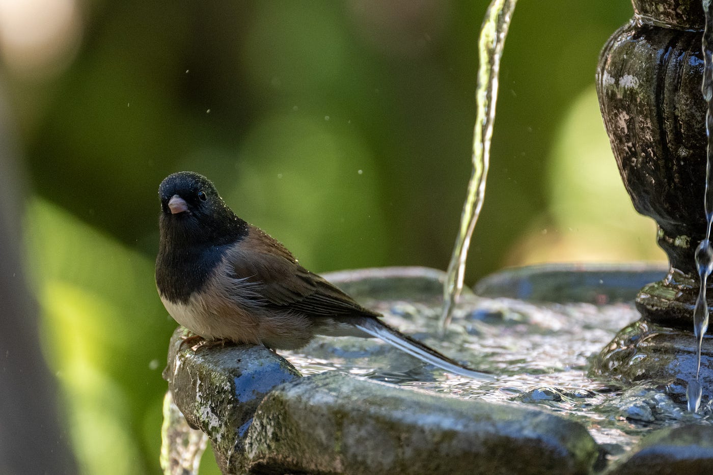 Dark-Eyed Junko at my Fountain. A snowbird in my garden, photographed ...