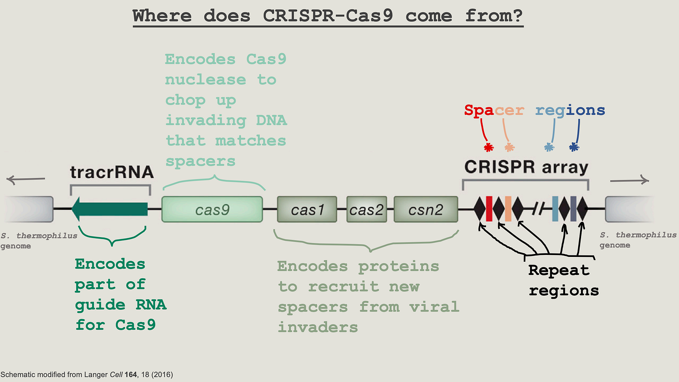 CRISPR Crash Course. My informal CRISPR education began in… | by Sophia ...