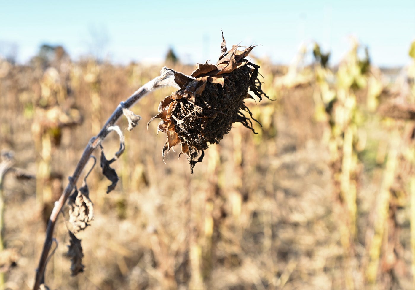 The Beauty of November Sunflowers | Dean’s List