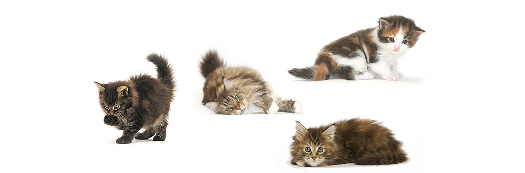 The ABC of cat language. Cats have a different way of… | by Royal Canin ...