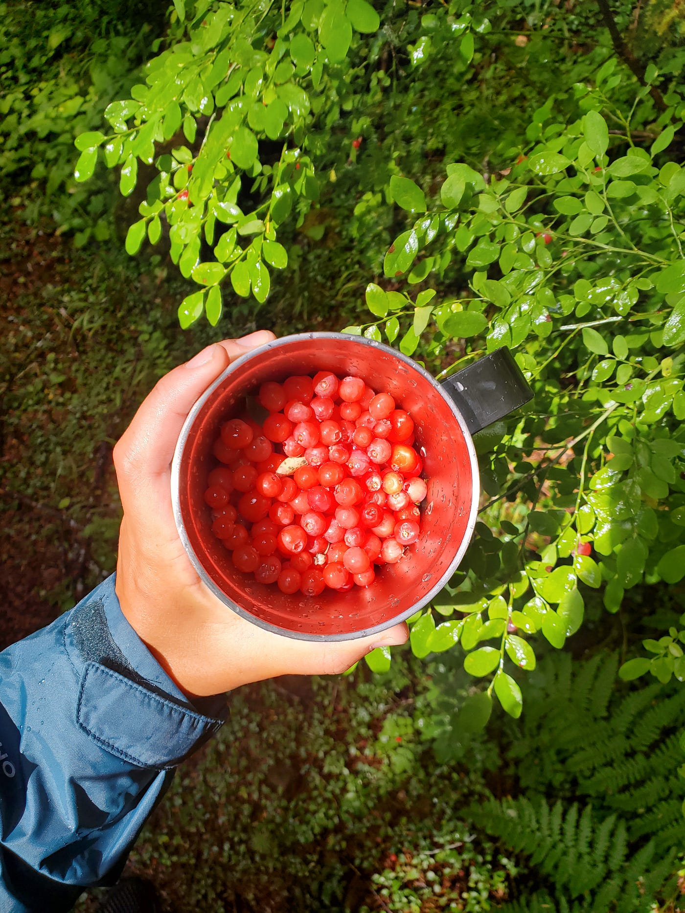 Finding Red Huckleberries. I came for the view and ended up with a ...
