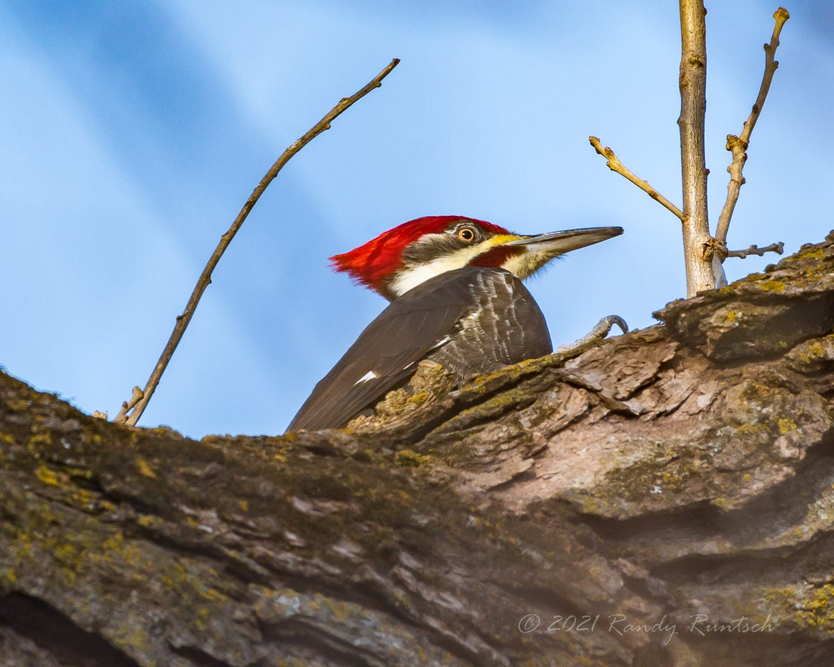 The Crimson-Crested Pileated Woodpecker | by Randy Runtsch | Wildlife ...